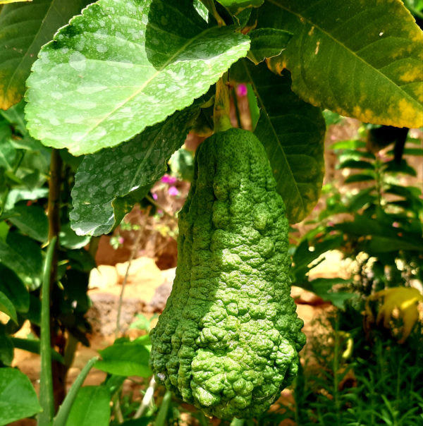 Confiture Mangue Combava - Plateforme «E-KOMKOM»